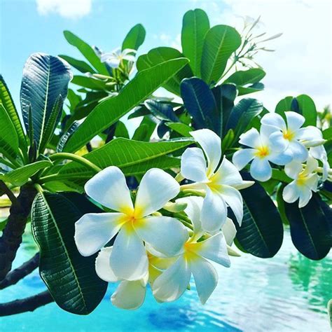 ไอเดีย ດອກຈໍາປາ 75 รายการ ในปี 2025 ดอกไม้ ดอกไม้สวย ดอกไม้สีขาว