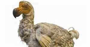 10 Fascinating Facts About The Extinct Dodo Bird A Z Animals