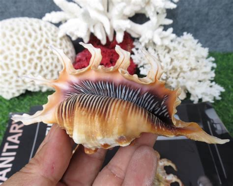 Dinosaur Shell Beautiful Spider Shell Chiragra Spider Shell Lovely Big Spider Sea Shell For