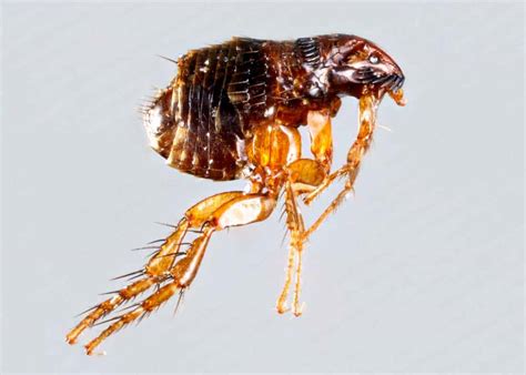 Do Fleas Have Wings How Fleas Get Around 7 Bugs That Look Like Fleas