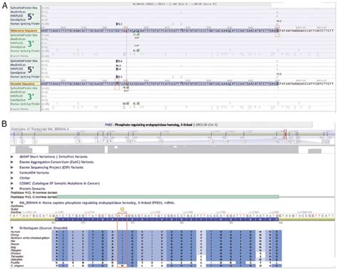 Prediction Results Of Splicing Variant Nm0004445 C591ag In Alamut Download Scientific