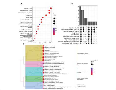 Overrepresentation Analysis Of Genes Modulated By Ifn Treatment Reveals