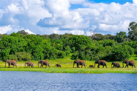 Parco Nazionale Di Chobe Consigli Per Il Paradiso Degli Elefanti In
