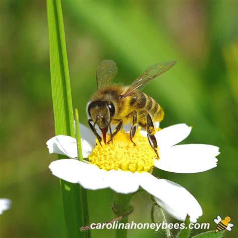 Pollination Syndromes Can Predict Who Will Visit A Flower Artofit