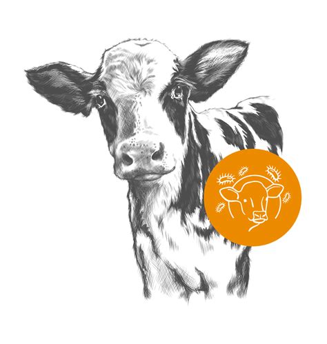 Cryptosporidiosis In Calves