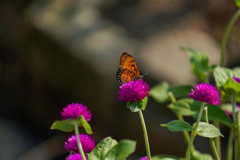 Premium Photo Passion Butterfly Sipping Nectar From Gomphrena Globosa