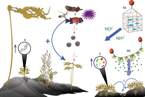 Kelp Forest Diagram Why Are Kelp Forests So Valuable To Bcs Central