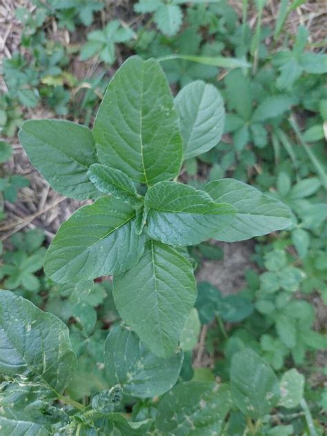 Observation Amaranthus Retroflexus L Arturo Matteotti Jul 21 2022 Weeds Plntnet Identify
