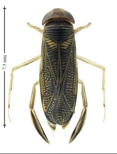 Sigara Striata Galerie