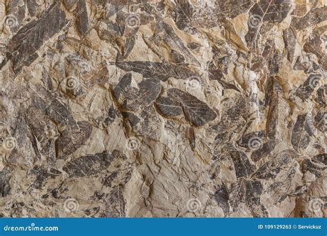 Imprint Of Fossil Prehistoric Plant Foliage On Stone Stock Image