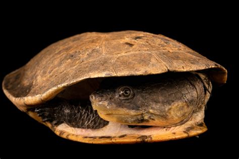 Zulias Toad Headed Turtle Mesoclemmys Zuliae Joel Sartore