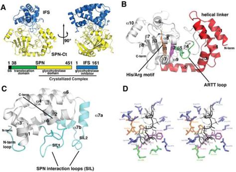 Figure 1 From Structural Basis Of Streptococcus Pyogenes Immunity To