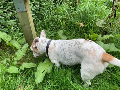 A Huge Dragonfly Landed On My Butt Ozzy The Jack Russell