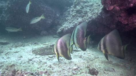 Pinnate Batfish Juvenile And Adult Platax Pinnatus Has Black Body With