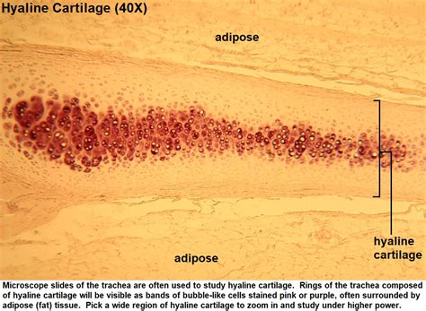 Cartilage Hyaline 40x
