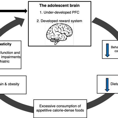 The Maturing Adolescent Pfc Does Not Have Full Top Down Control Over