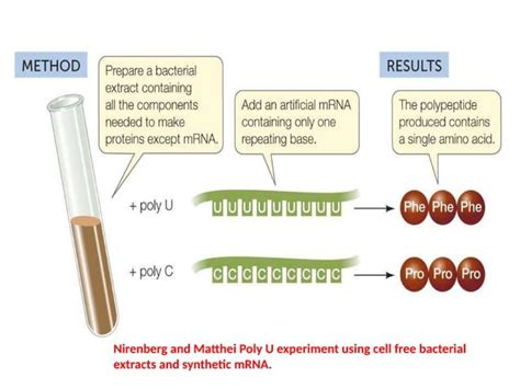 Deciphering The Genetic Code And Its Features Pptx