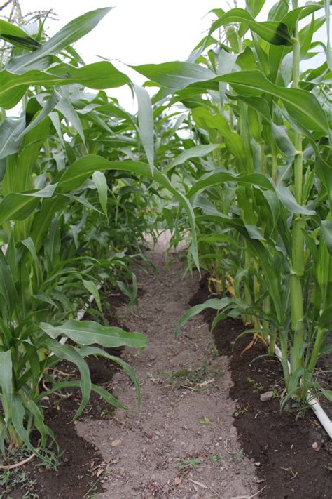 How To Avoid Corn Cross Pollination Corn Cross Pollination 4