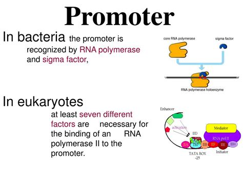 Ppt Promoter Powerpoint Presentation Free Download Id2683501