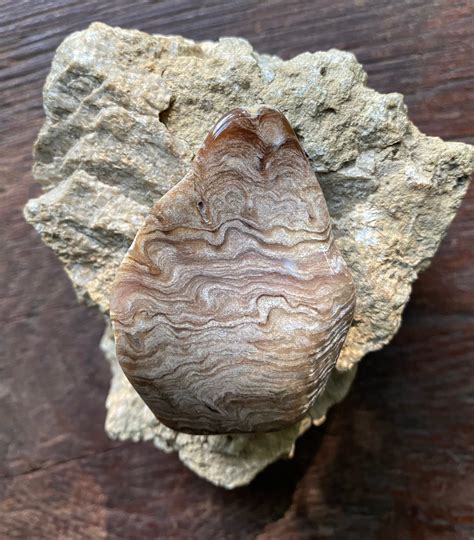 Stromatolite Fossil Waterfall Algae Agate Australia 62 80 Grams Cr8557