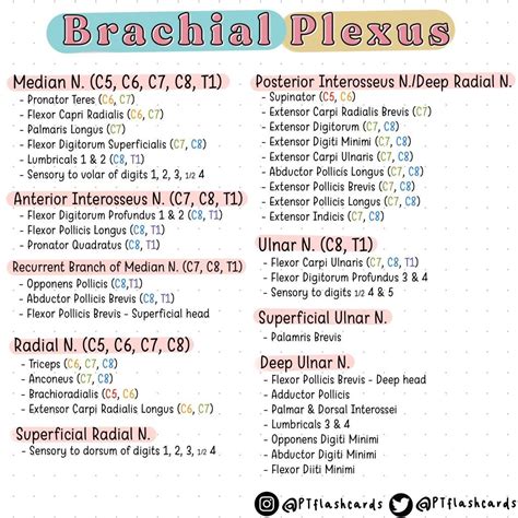 Brachial Plexus List In Pink And Blue