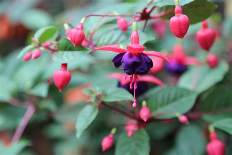 Paling Bagus 17 Gambar Bunga Fuchsia Gambar Bunga Indah