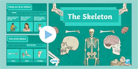 The Skeleton PowerPoint Teacher Made