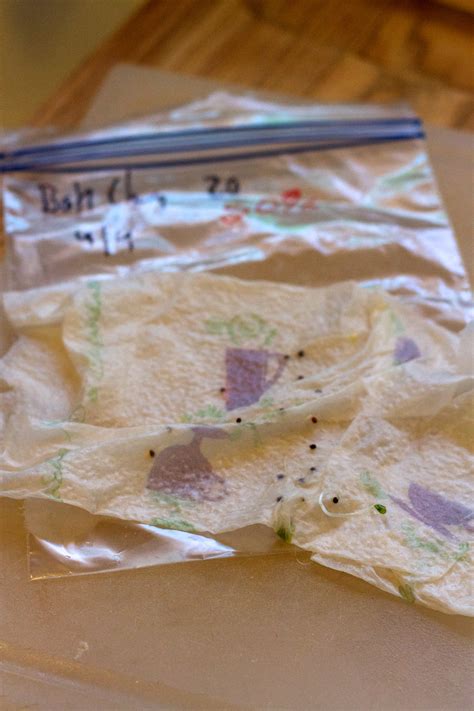 무료 이미지 식품 빵 굽기 미술 착빙 3456x5184 435496 무료 이미지 Pxhere