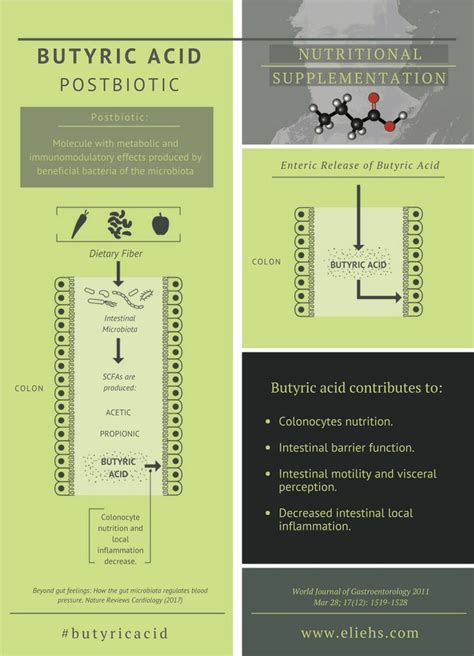 Butyric Acid How Do We Produce It Elie
