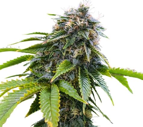 Royal King Seeds Usa Buy Cannabis Seeds Online