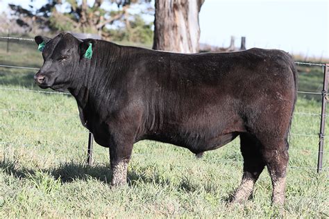 Lot 92 Ben Nevis Vambo V231 Auctionsplus