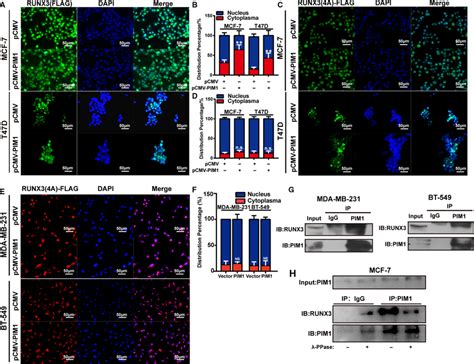 pim1 facilitated runx3 cytoplasmic localization by directly interacting