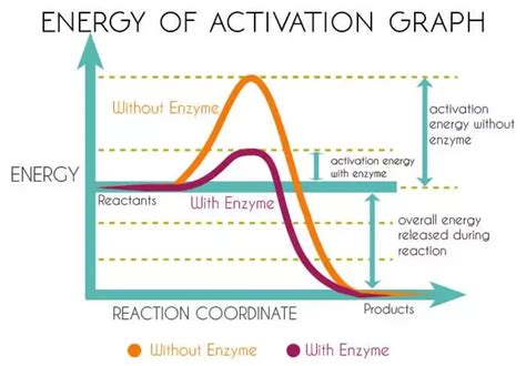 Enzyme Action Energy Of Activation Graph Energy Activities Enzymes