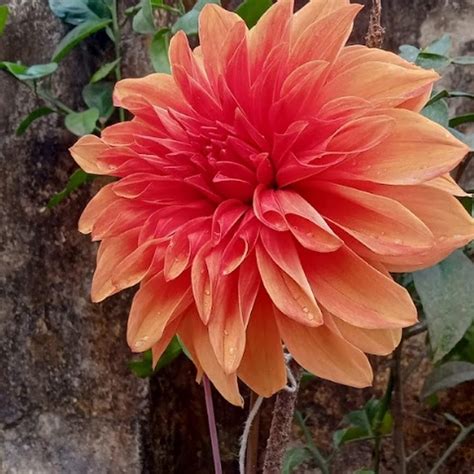 Tiyer Ranna Ghar Youtube