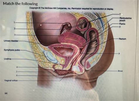 Female Reproductive System Diagram Quizlet