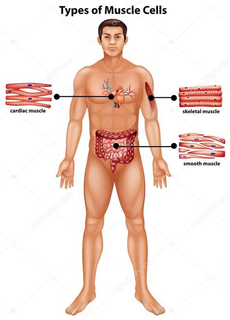 Skeletal Muscle Cell Model Labeled Skeletal Muscle Cell Model Labeled