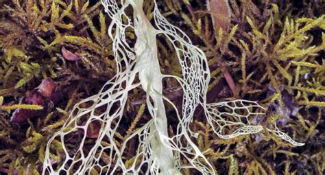 Identifying Lichens And What Is Identity Anyway Bay Nature Magazine