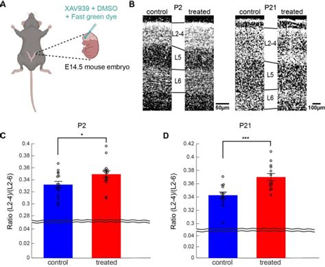 Xav939 Caused An Increase In The Width Of Cortical Superficial Layers Download Scientific