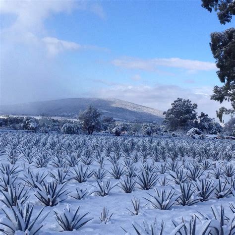 Cruz Tequila Cruztequila Twitter