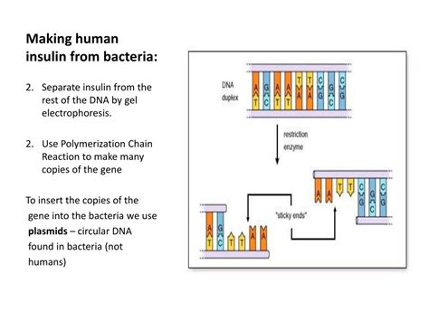 Ppt Genetic Engineering Powerpoint Presentation Free Download Id