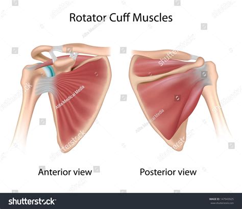 Download Shoulder Muscles Diagram Unlabeled Background Altravoceilblog