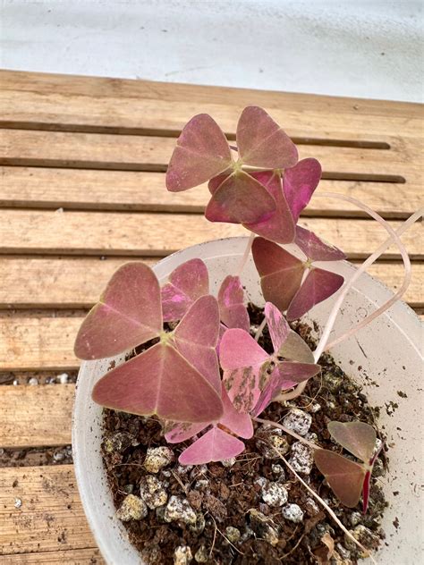 Oxalis Triangularis Pink Variegated Rare Signature Tropicals