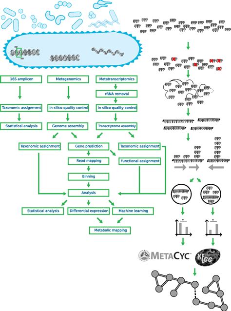 Overview Of The Different Steps In The Meta Omics Analysis Workflow Download Scientific
