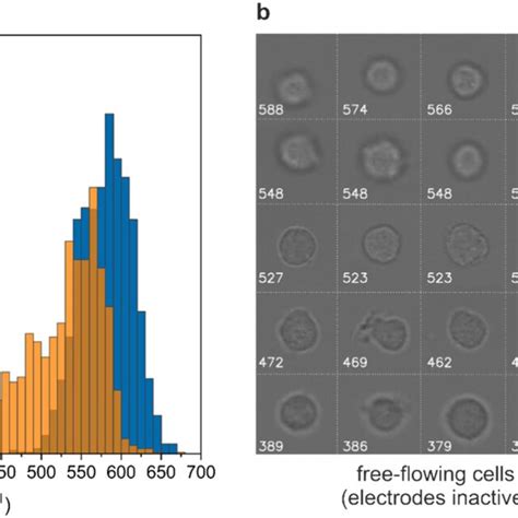 frequency distribution of cell velocity and vertical alignment of