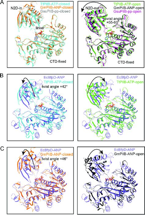 The N Terminal Domain Of Bfpd Has A Distinct Twist And Rotation Axis Download Scientific