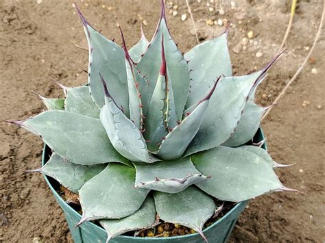 【やや傷や汚れあり】アガベ アプラナータ 約17cm 多肉植物 Agave Applanata Succulentsの落札情報詳細