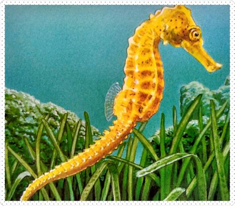 61 Kolase Gambar Kuda Dari Biji Bijian HD Terbaru Kumpulan Gambar Kolase