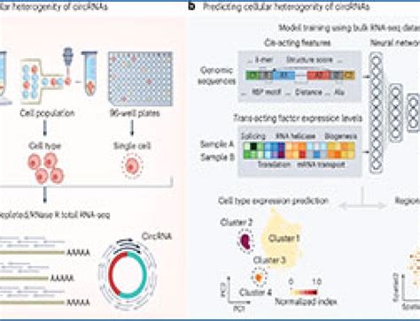A Brief Overview Of Single Cell Rna Sequencing Technologies And
