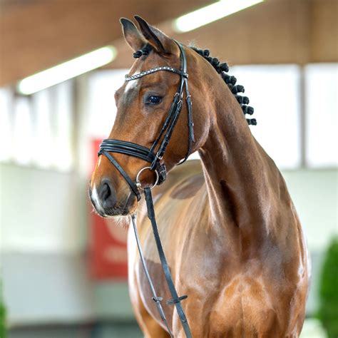 Centesima Sr By Comme Il Faut Nrw Caretano Z WestfÄlisches Pferdestammbuch Ev