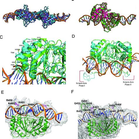 Alignment Of Ebna1 Structures A Alignment Of Ebna 1 From Cryo Em